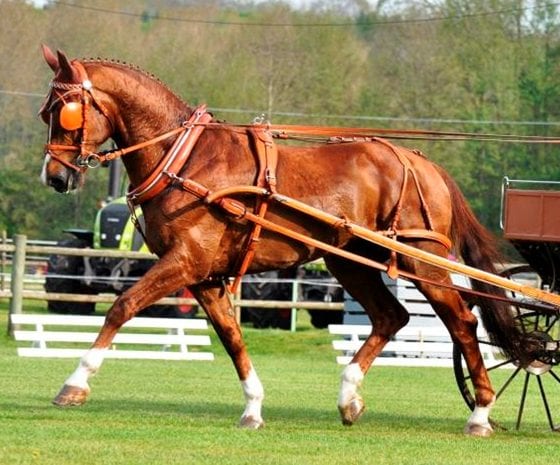 standard1 – New Heritage Farm Carriages