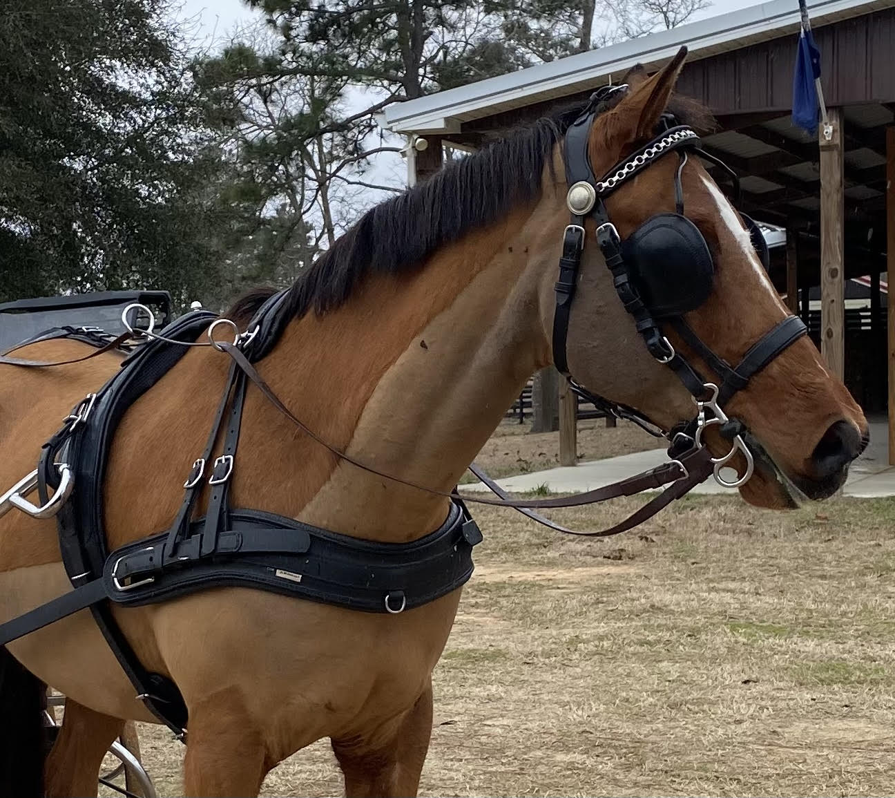 Arden Harness – New Heritage Farm Carriages