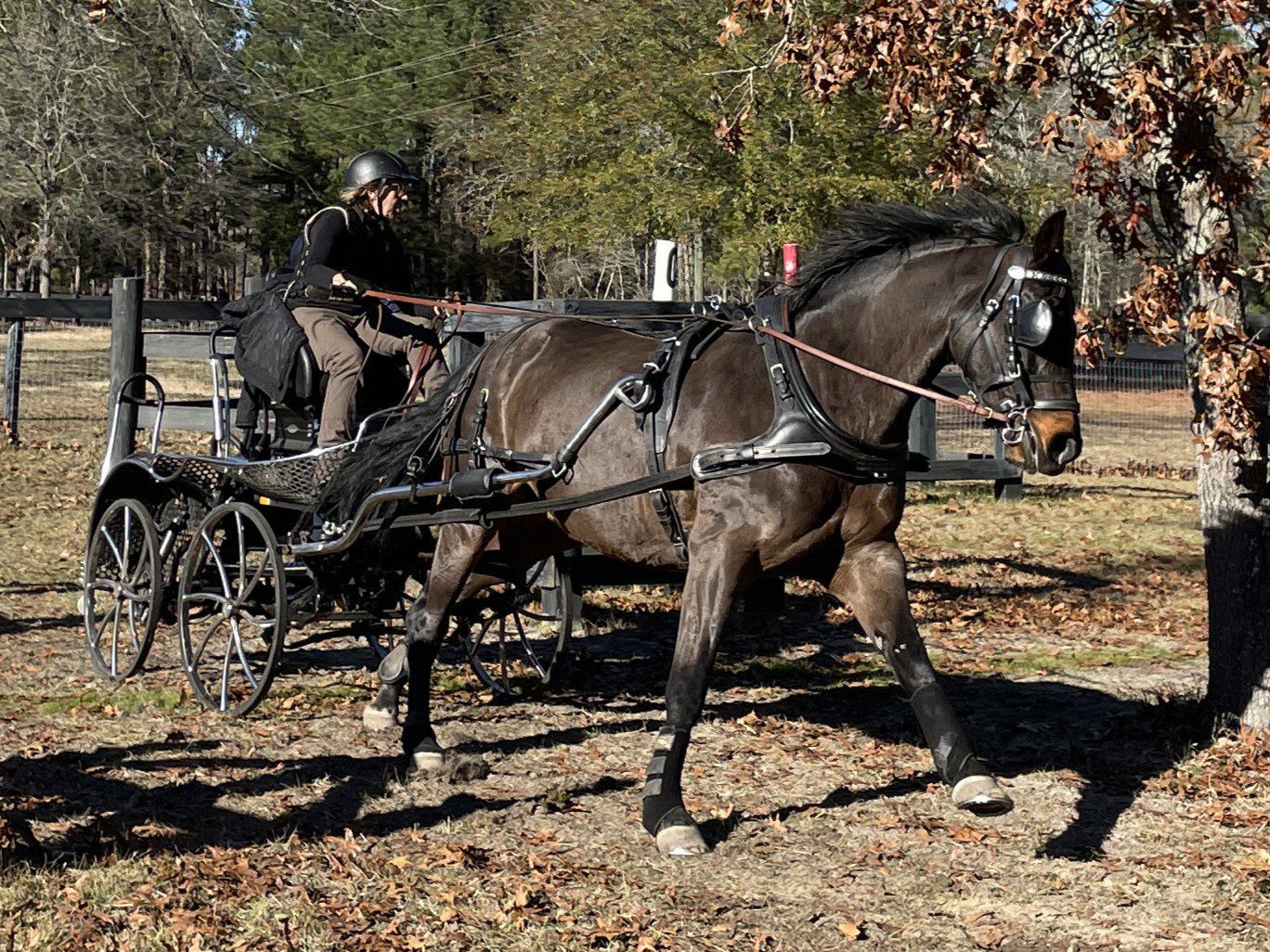 New Heritage Farm Carriages – NHF Poj-Kon Carriage and Arden Harness ...